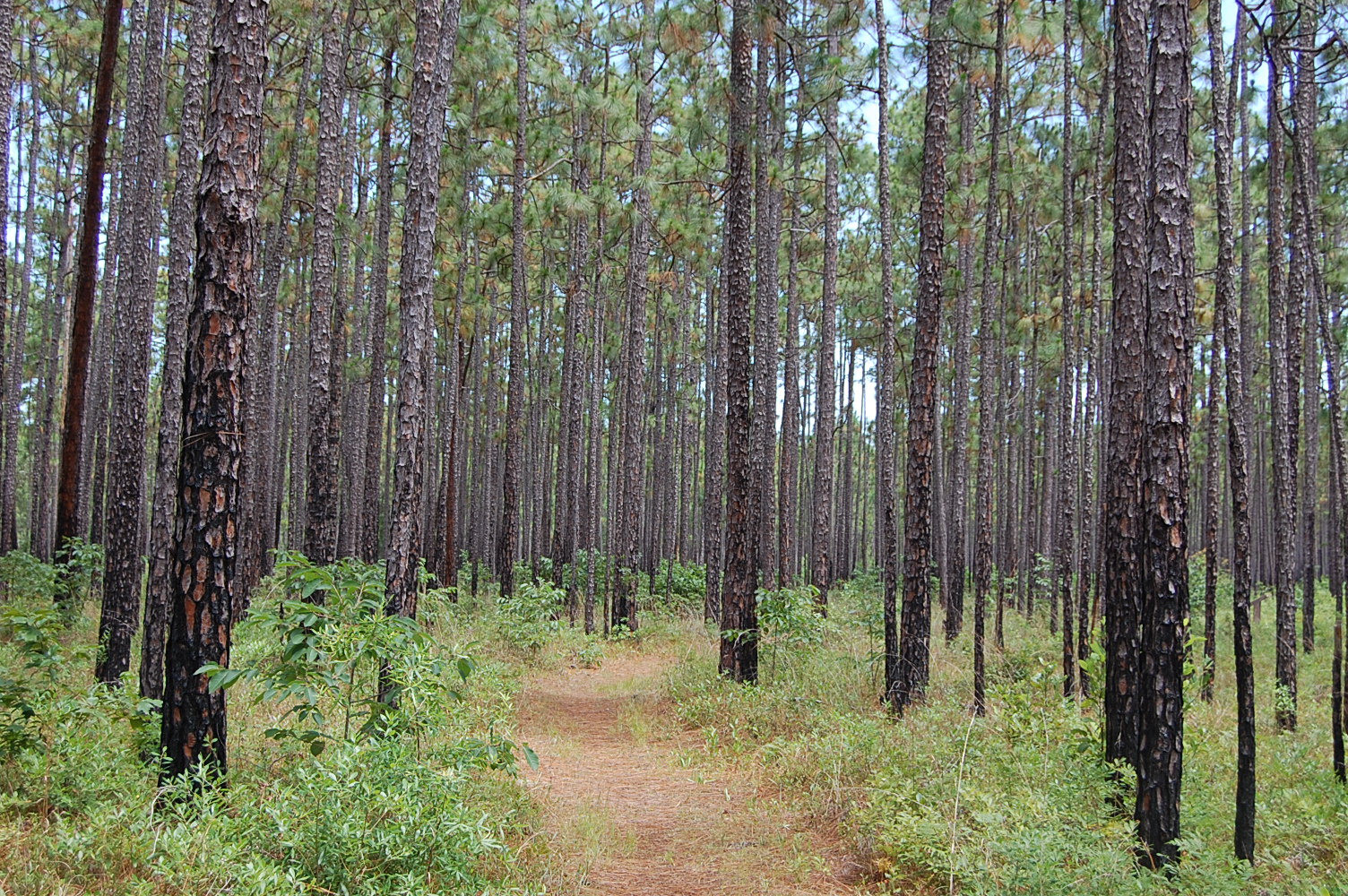 Best Hikes in Francis Marion-Sumter National Forests (SC) - Trailhead ...